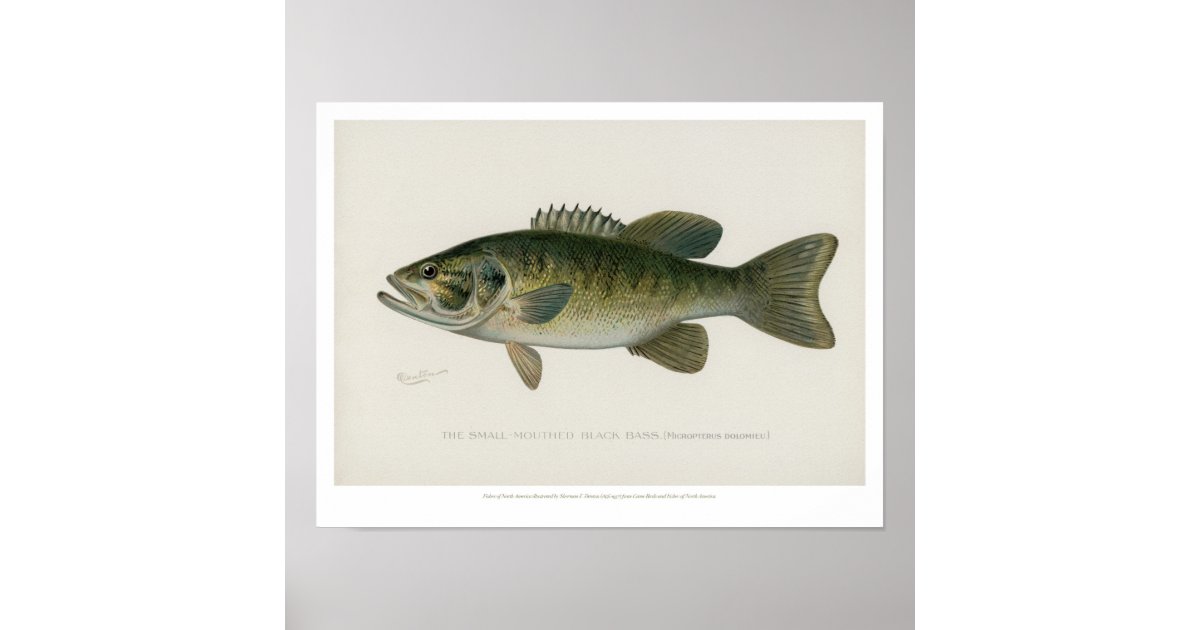 Vintage Fishes - Black Bass Poster | Zazzle