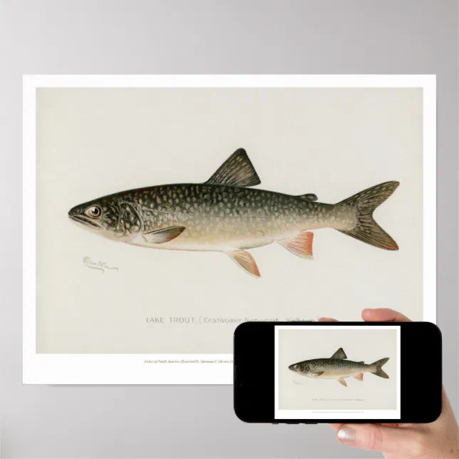 Vintage Fishes - Lake Trout Poster | Zazzle