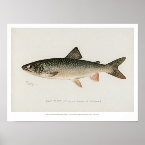 Vintage Fishes - Lake Trout Poster | Zazzle