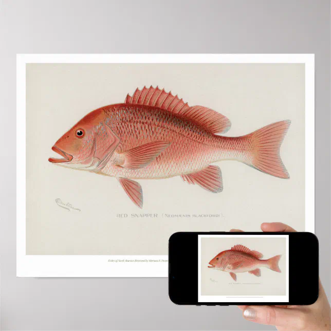 Vintage Fishes - Red Snapper Poster | Zazzle
