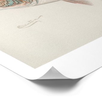 Vintage Fishes - Striped Bass Poster | Zazzle