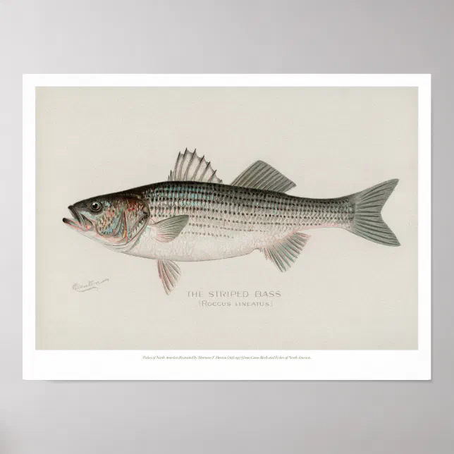 Vintage Fishes - Striped Bass Poster | Zazzle