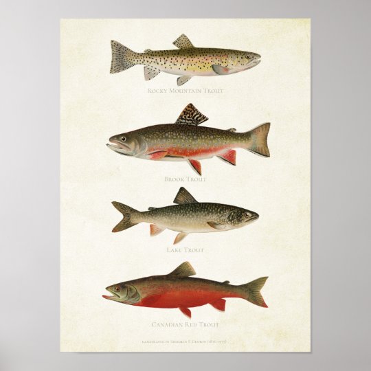 Vintage Fishes - Trouts Poster | Zazzle.com