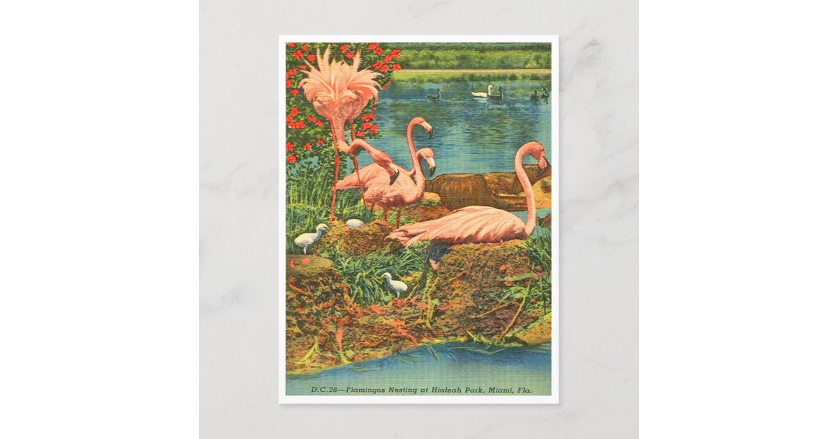 Vintage Flamingos at Hialeah Park, Miami, Florida Postcard | Zazzle