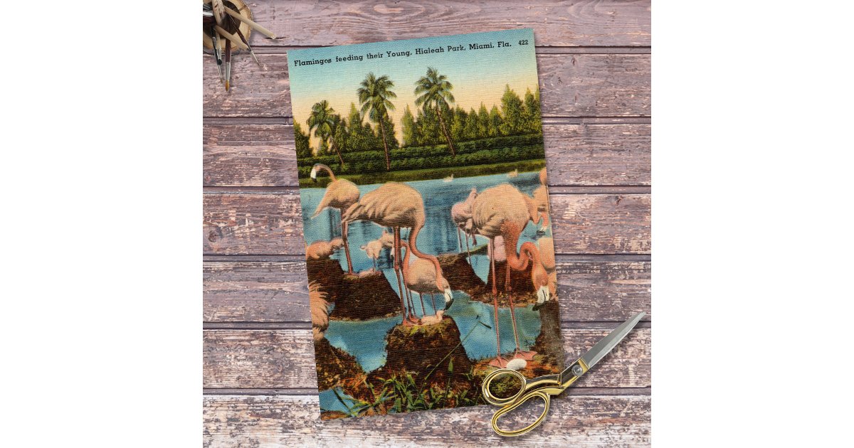 Vintage Flamingos Feed Their Young Miami Florida Tissue Paper | Zazzle