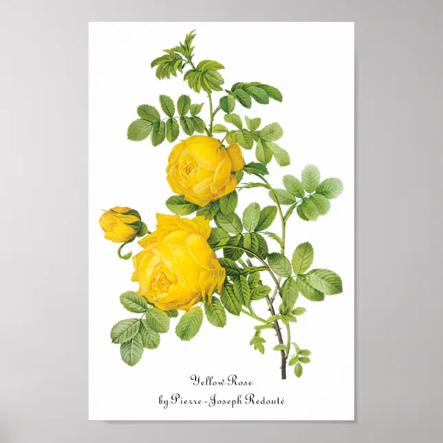 Vintage Floral Flowers, Yellow Roses by Redoute Poster | Zazzle