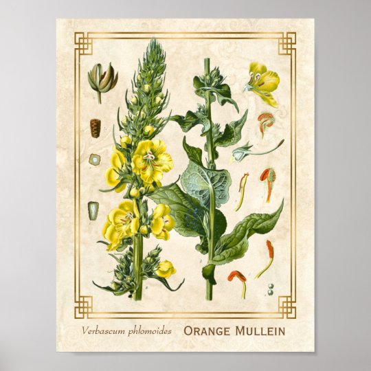 Vintage Floral Herb Orange Mullein Botanical Art Poster | Zazzle.com