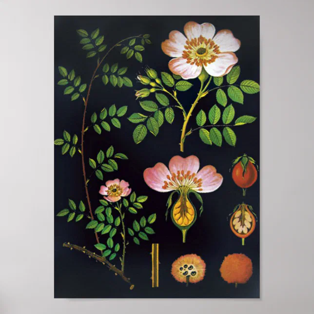 Vintage Floral Poster | Zazzle
