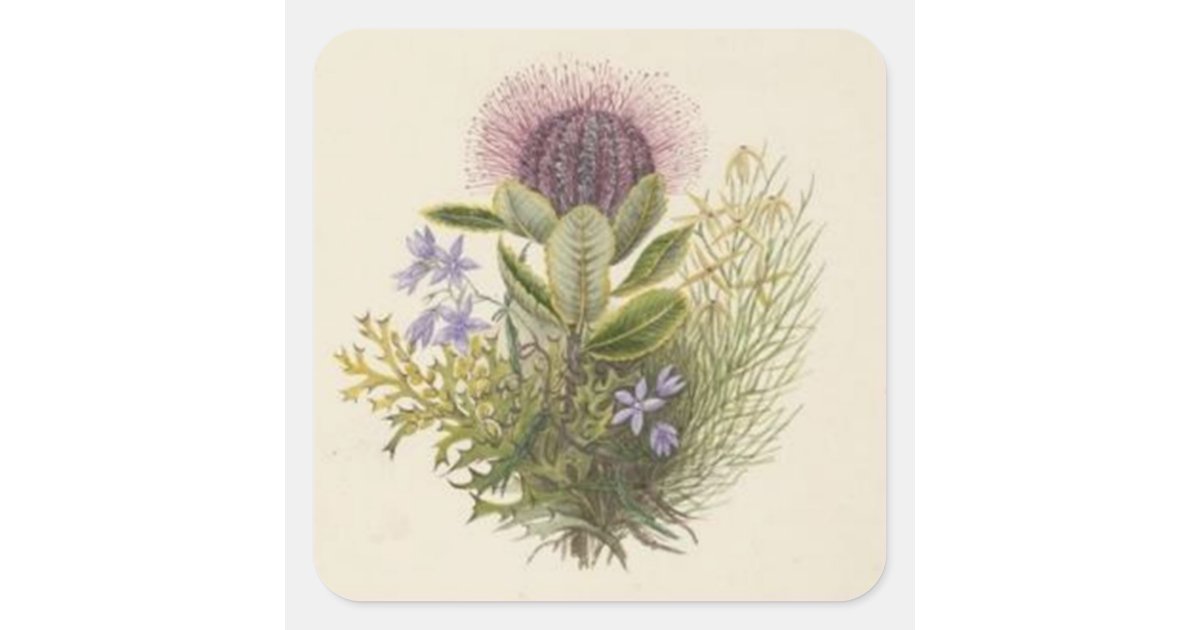 Vintage Floral Thistle Sticker | Zazzle
