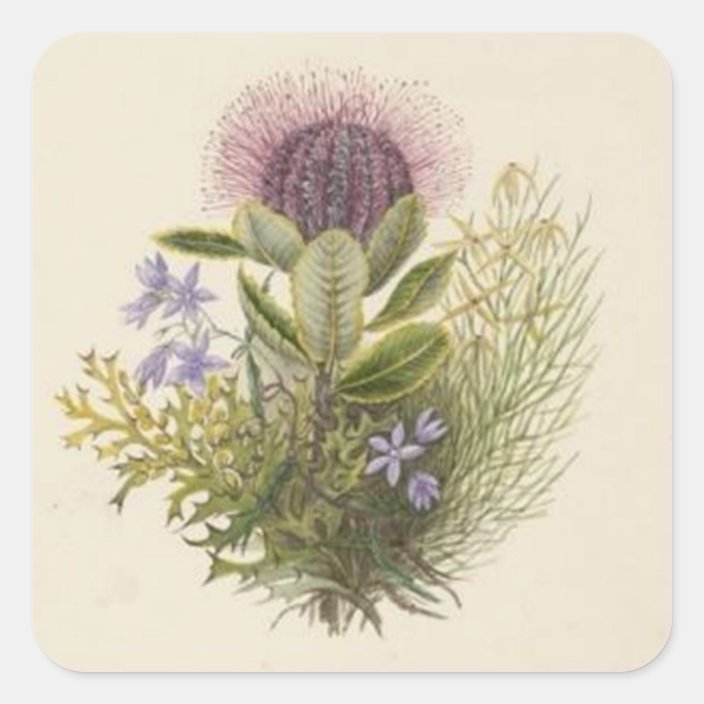 Vintage Floral Thistle Sticker | Zazzle.com