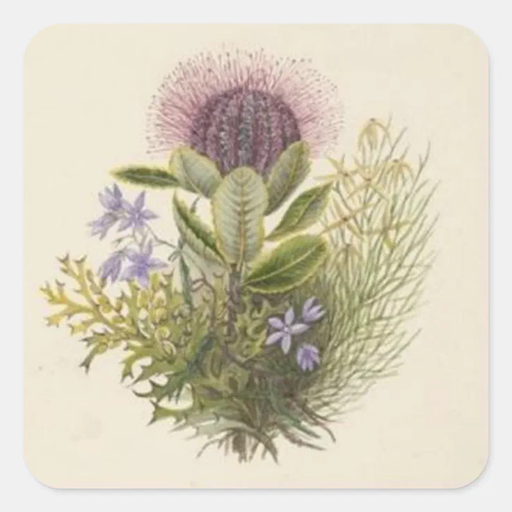 Vintage Floral Thistle Sticker | Zazzle