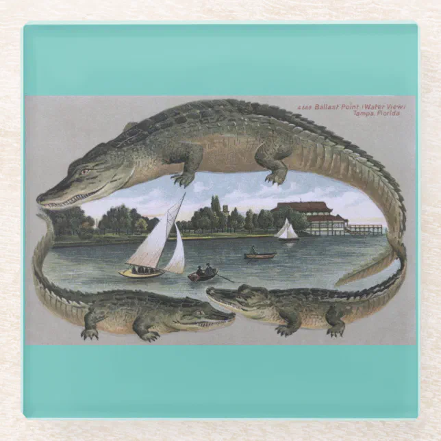 Vintage Florida Gators coasters. Tampa alligators Glass Coaster | Zazzle