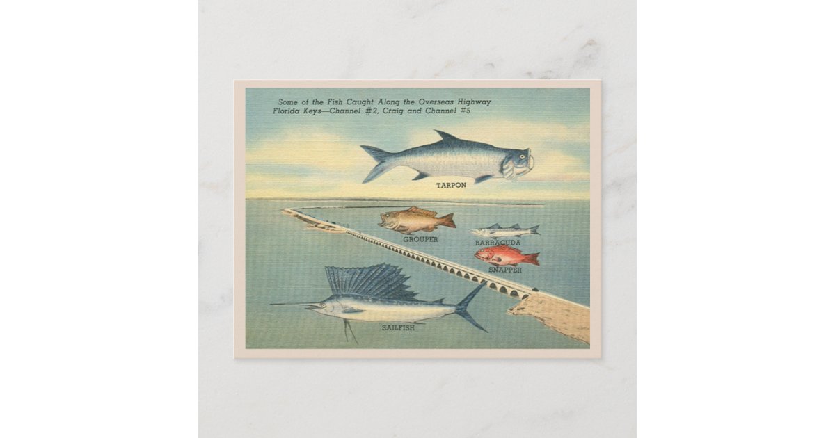 Vintage Florida Keys Fishing Postcard | Zazzle