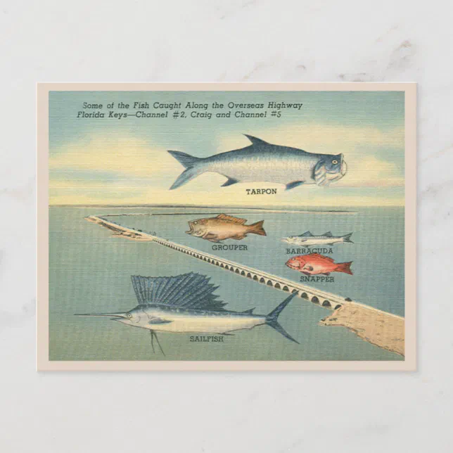 Vintage Florida Keys Fishing Postcard | Zazzle