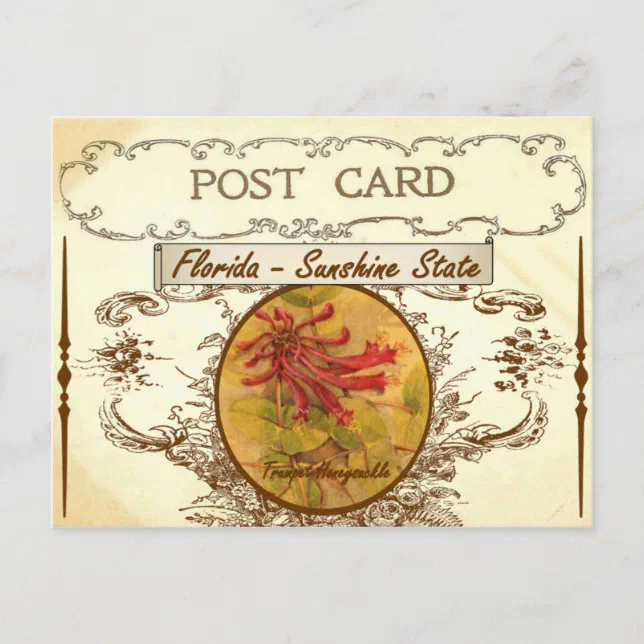 Vintage Florida State Flower Postcard | Zazzle