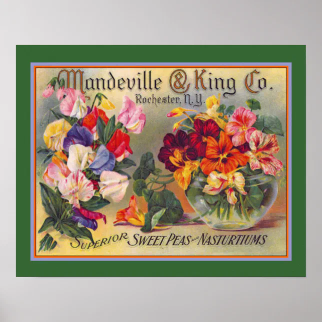 Vintage Flower Seed Advertisement Poster | Zazzle