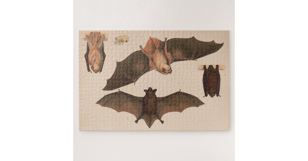 Vintage Flying Bat Illustration (1874) Jigsaw Puzzle | Zazzle