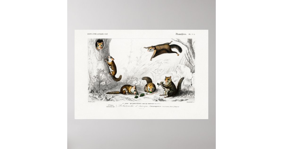 Vintage Flying Squirrel Illustration Poster | Zazzle