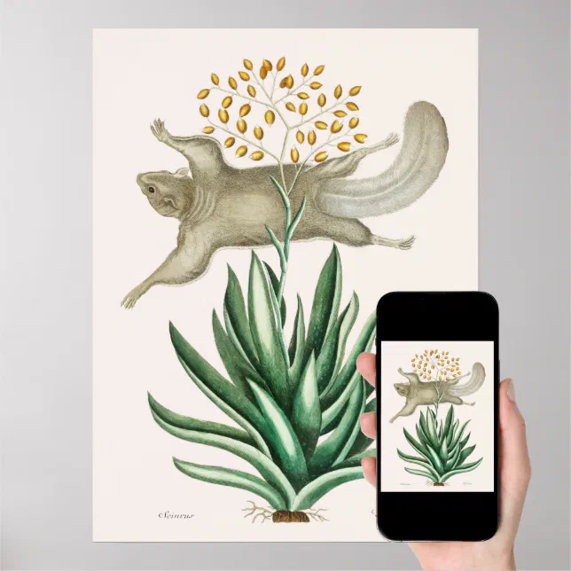 Vintage Flying Squirrel Illustration Poster | Zazzle