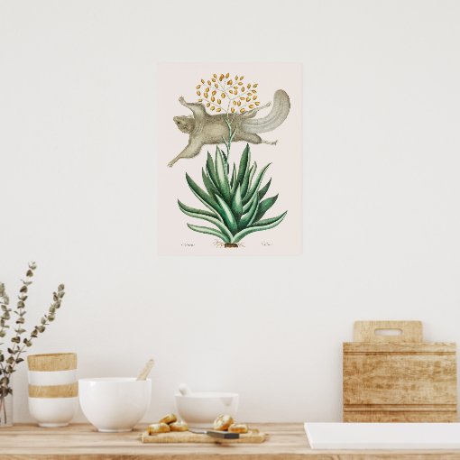 Vintage Flying Squirrel Illustration Poster | Zazzle