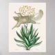 Vintage Flying Squirrel Illustration Poster | Zazzle