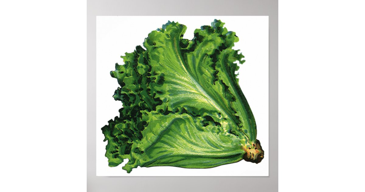 Vintage Foods, Green Leaf Lettuce Vegetables Poster | Zazzle