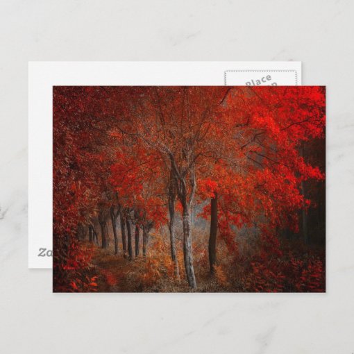 Vintage Forest Scene Postcard | Zazzle