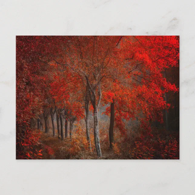 Vintage Forest Scene Postcard | Zazzle
