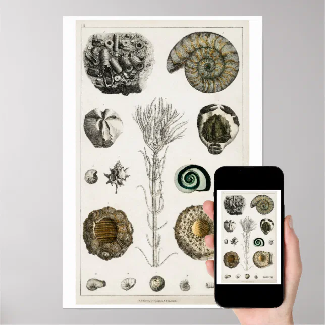 VINTAGE FOSSILS ILLUSTRATION POSTER | Zazzle