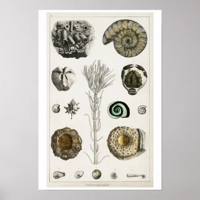 VINTAGE FOSSILS ILLUSTRATION POSTER | Zazzle