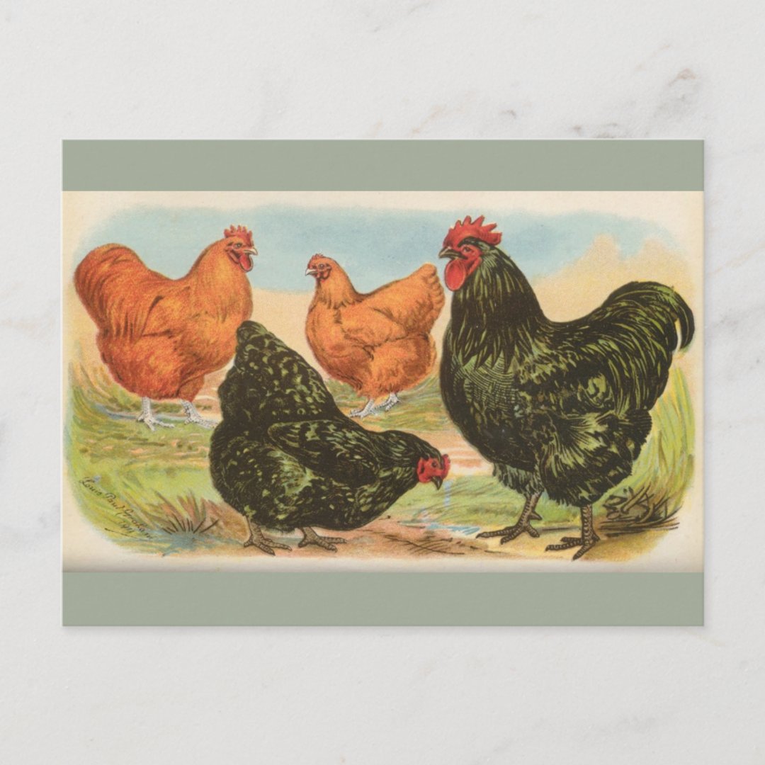 Vintage Four "Orpington Chickens" Postcard | Zazzle