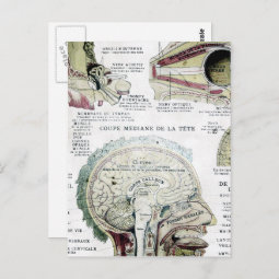 Vintage French Anatomy Postcard | Zazzle