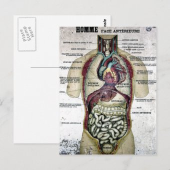 Vintage French Anatomy Postcard | Zazzle