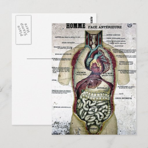 Vintage French Anatomy Postcard | Zazzle