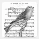 Vintage French Bird Song Music Square Stickers | Zazzle