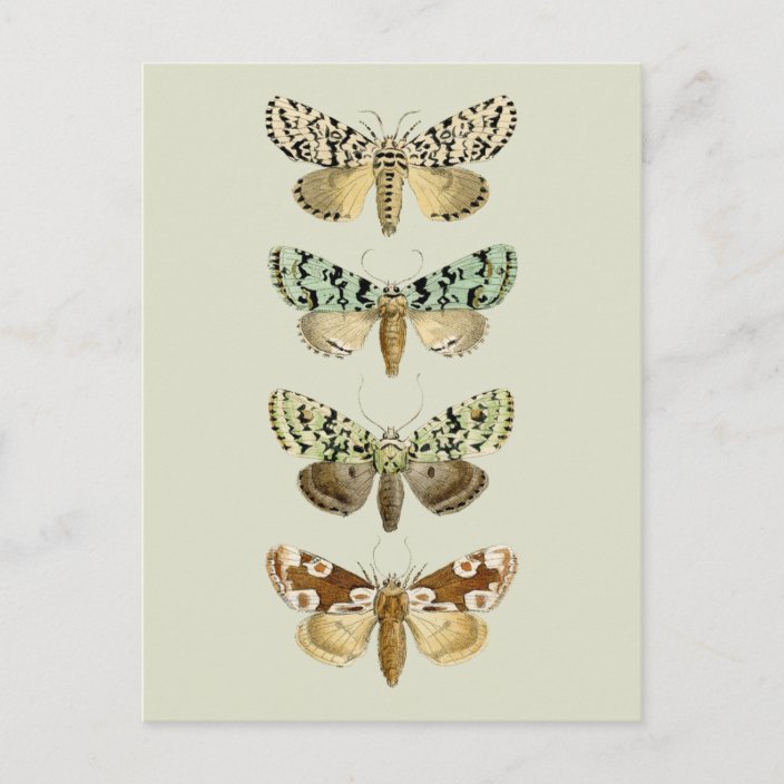 Vintage French Moths Postcard | Zazzle.com