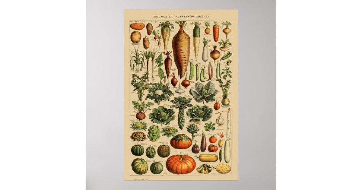 Vintage French Vegetable Poster Botanical Print | Zazzle