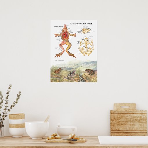 Vintage Frog Anatomy Poster | Zazzle