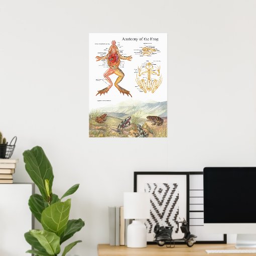 Vintage Frog Anatomy Poster | Zazzle