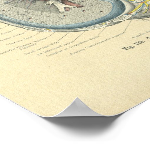 Vintage Frohse Anatomy Cross Section Poster | Zazzle