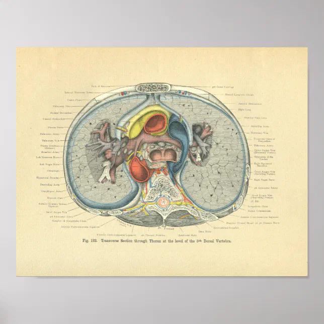 Vintage Frohse Anatomy Cross Section Poster | Zazzle