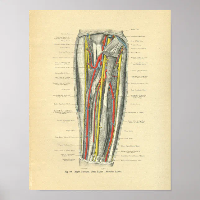 Vintage Frohse Anatomy of Forearm Poster | Zazzle
