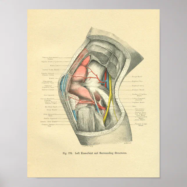 Vintage Frohse Anatomy of Knee Joint Poster | Zazzle