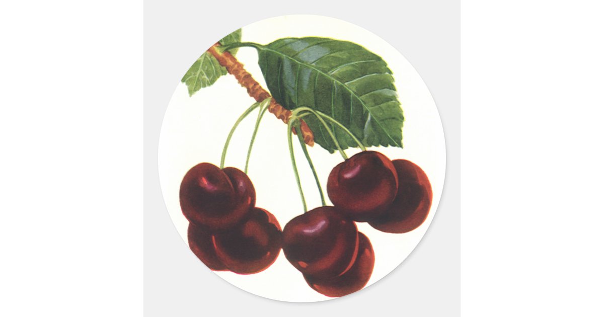 Vintage Fruit Foods, Ripe Cherries from a Tree Classic Round Sticker ...