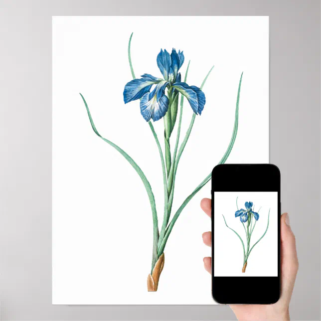Vintage Garden Flower | Dark Purple Iris Poster | Zazzle