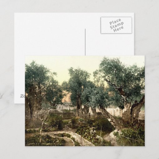 Vintage Garden of Gethsemane Jerusalem Israel 1890 Postcard | Zazzle