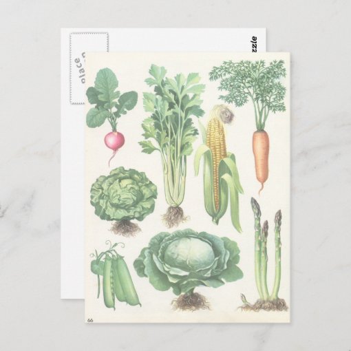 Vintage Garden Vegetables Postcard | Zazzle