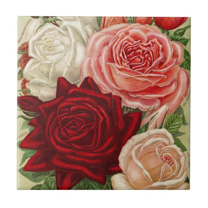 Vintage Gardening Roses Ceramic Tile | Zazzle.com
