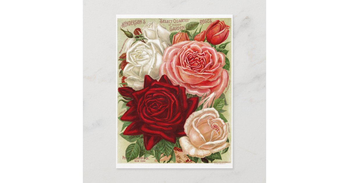 Vintage Gardening Roses Postcard | Zazzle
