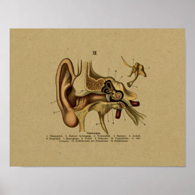 Vintage German Anatomy Ear Print | Zazzle